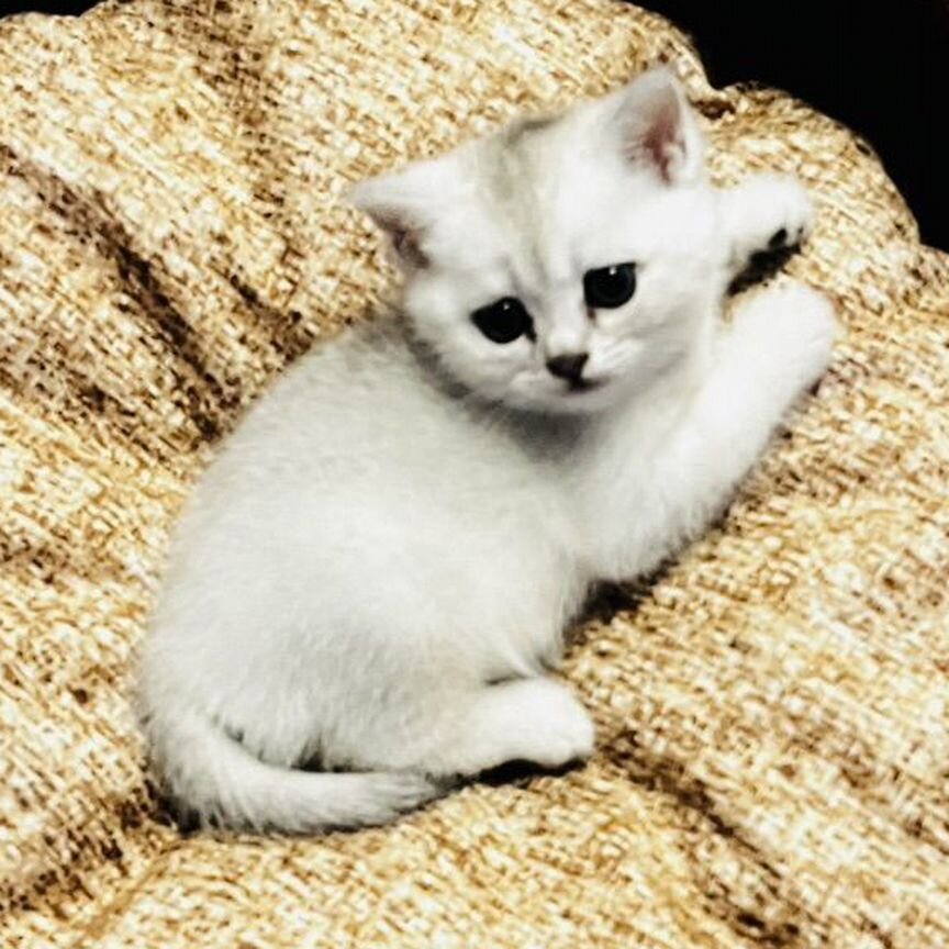 Котенок британская серебристая шиншилла