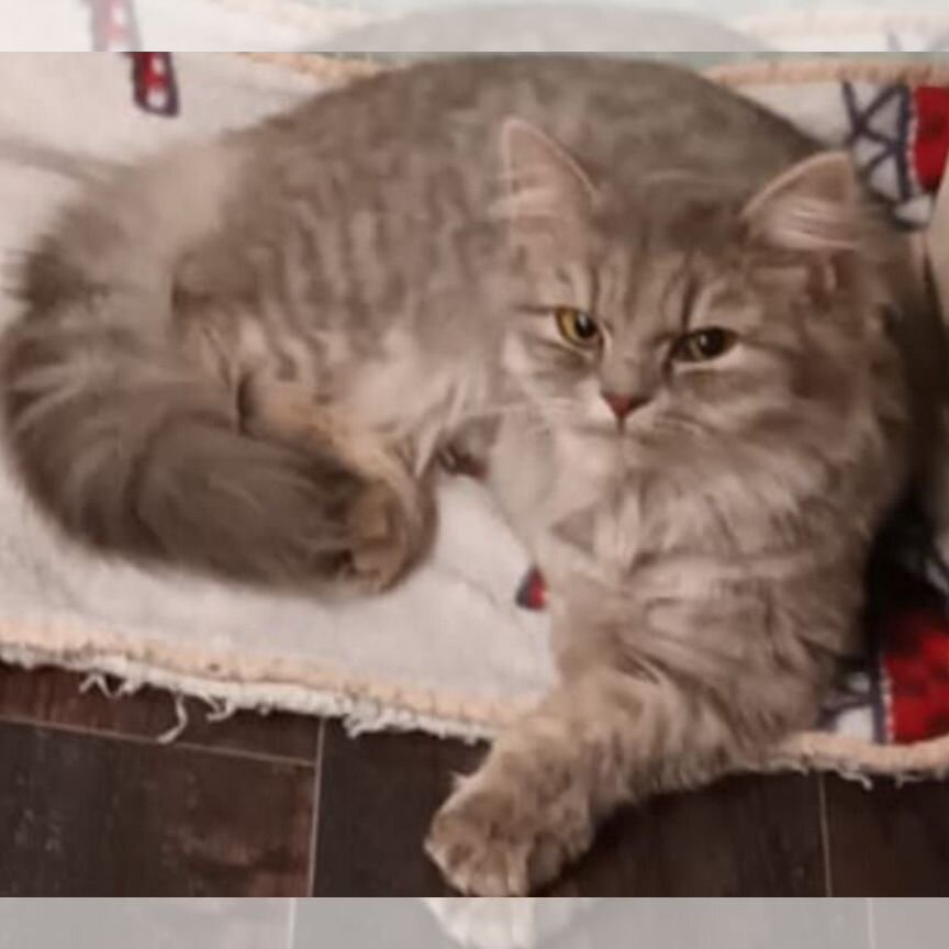 Британская длинношёрстная, взрослая кошка