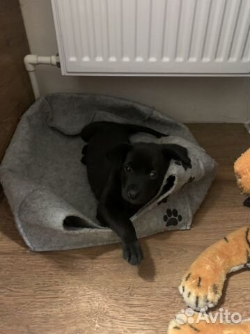 Щенок в добрые руки бесплатно