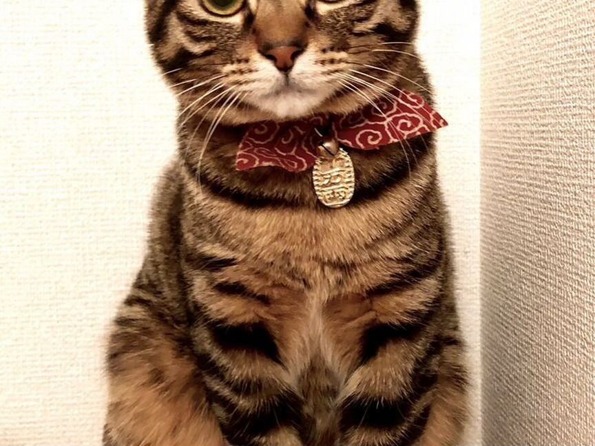 Полосатые котята бесплатно полосатая кошка