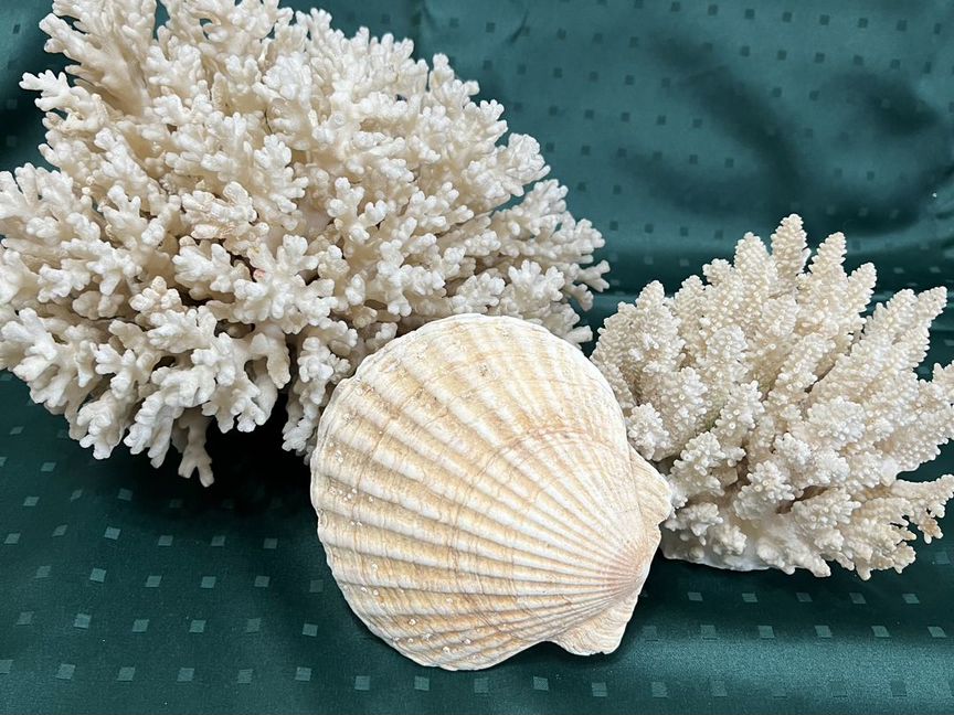 Морские ракушки и кораллы
