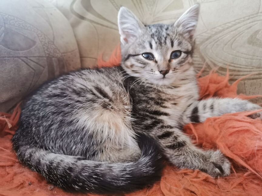 Котята, помогите выжить