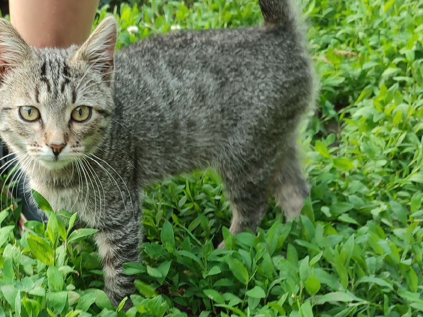 Отдам в добрые руки