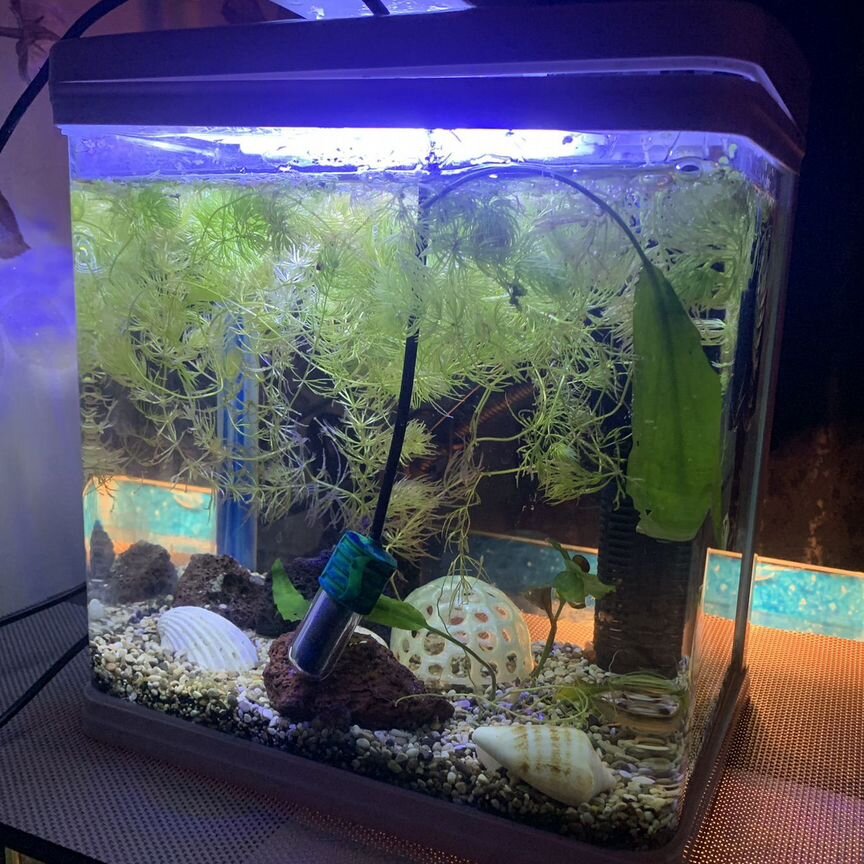 Аквариум и креветки