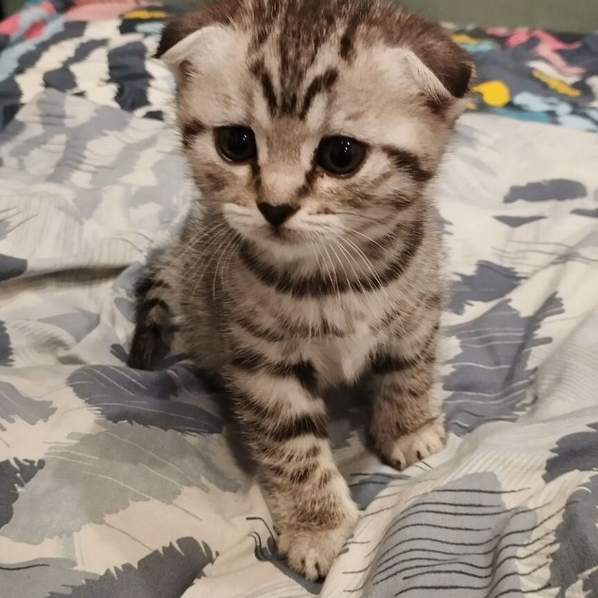 Шотландский вислоухий короткошёрстный котёнок