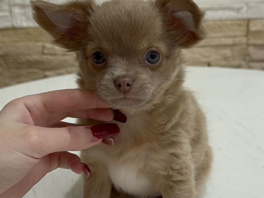 Солнечная девочка чихуахуа