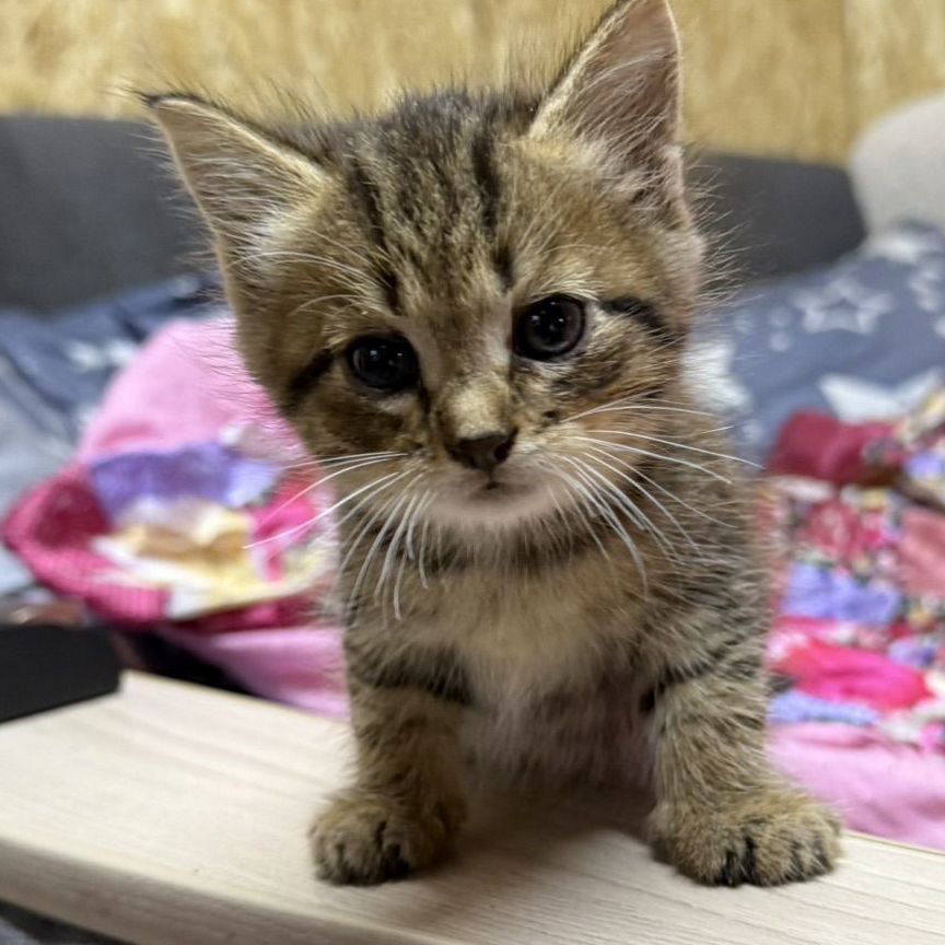 Маленький котик