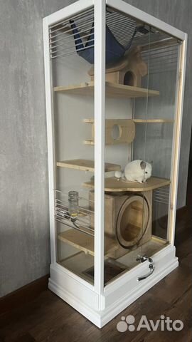 Шиншилла носитель ангоры + витрина