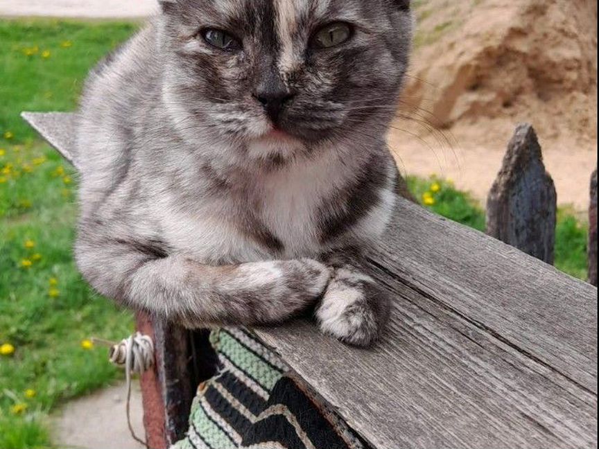 Кошечка в добрые руки