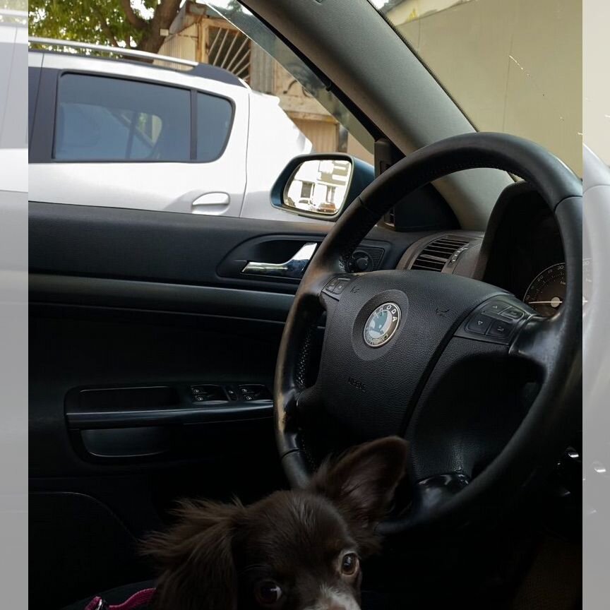 Собака чихуахуа девочка