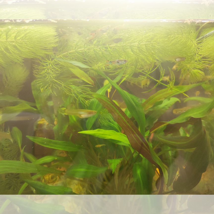 Аквариумные рыбки гуппи