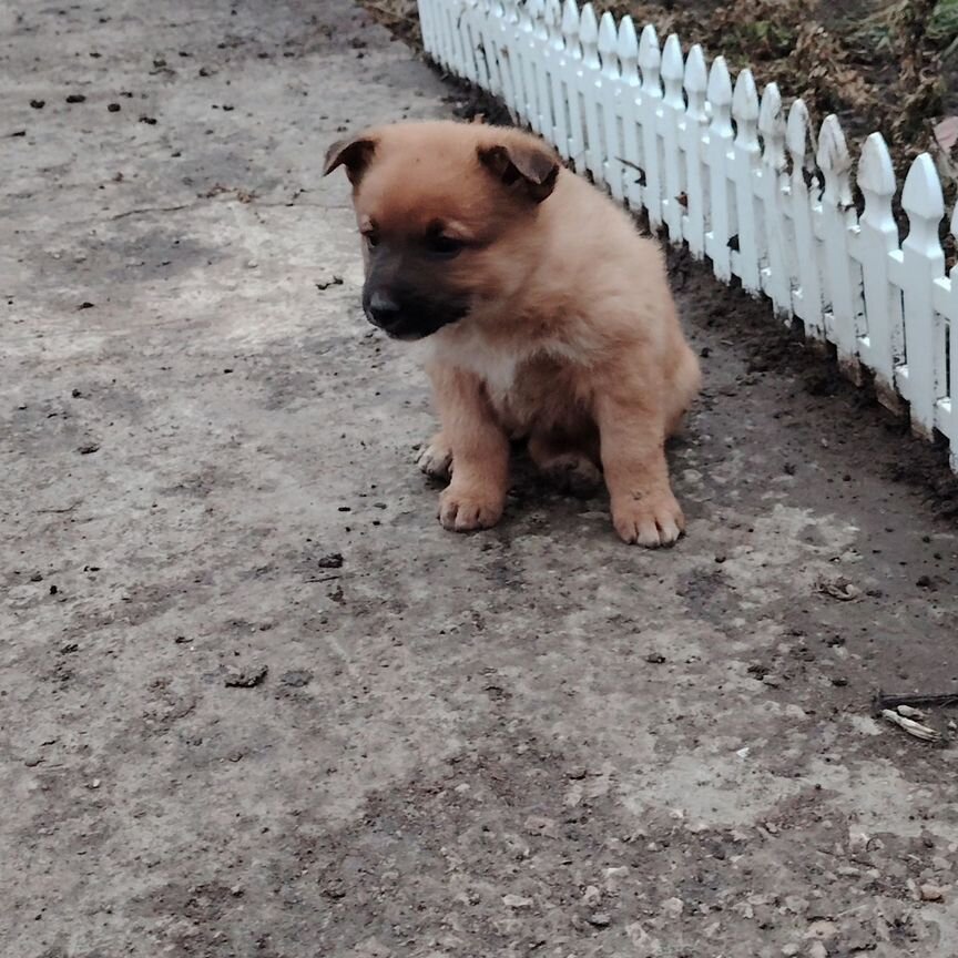 Кутёнок