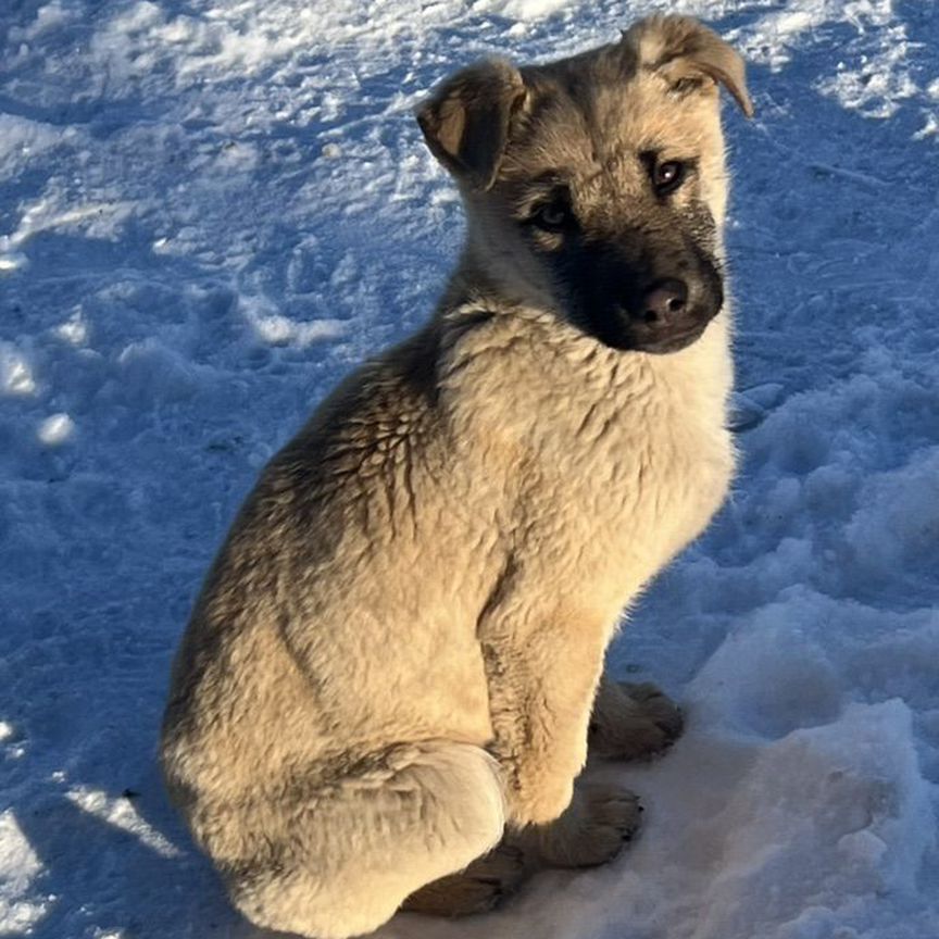 Щенок в добрые руки