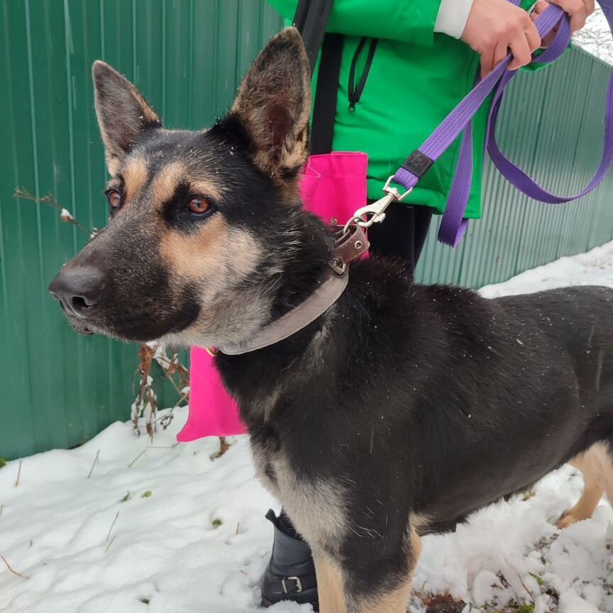 Собака Багира в добрые руки