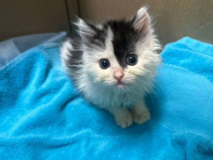 Котята в добрые руки, спасены с улицы