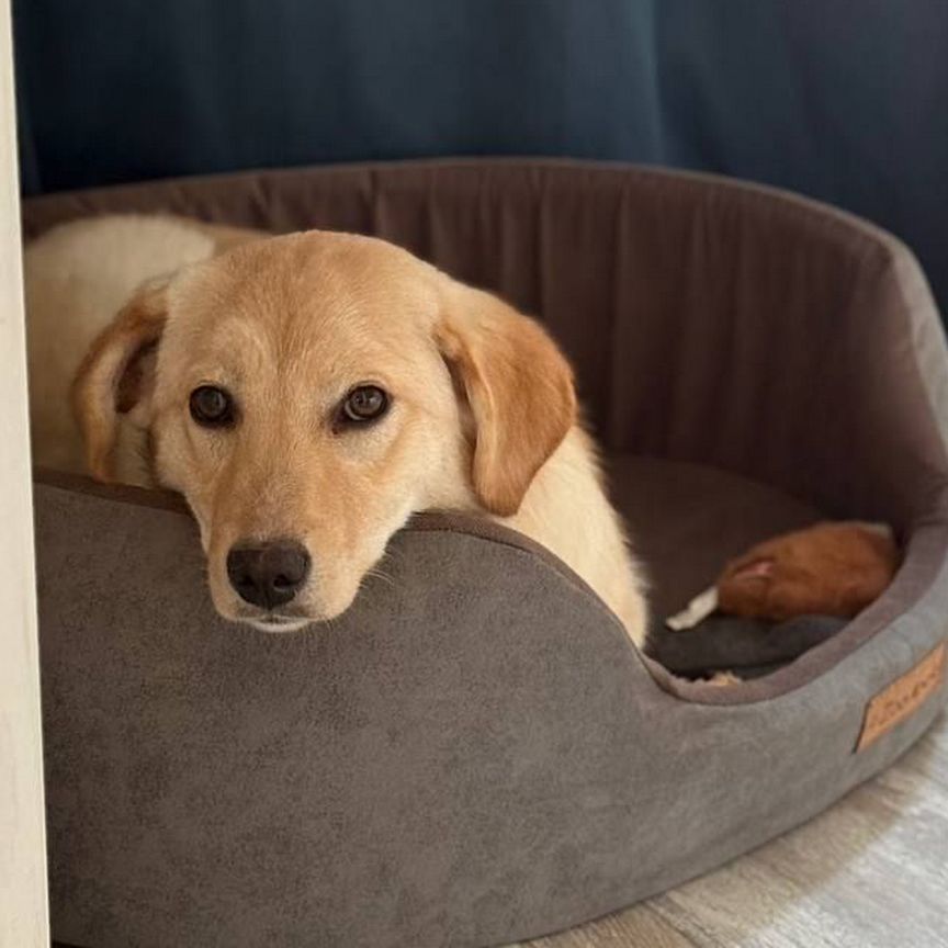 Щенок в добрые руки