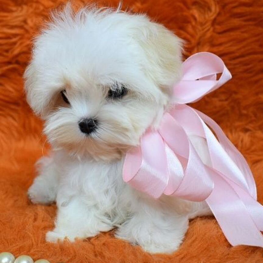 Мальтипушка f 1 Зефирка