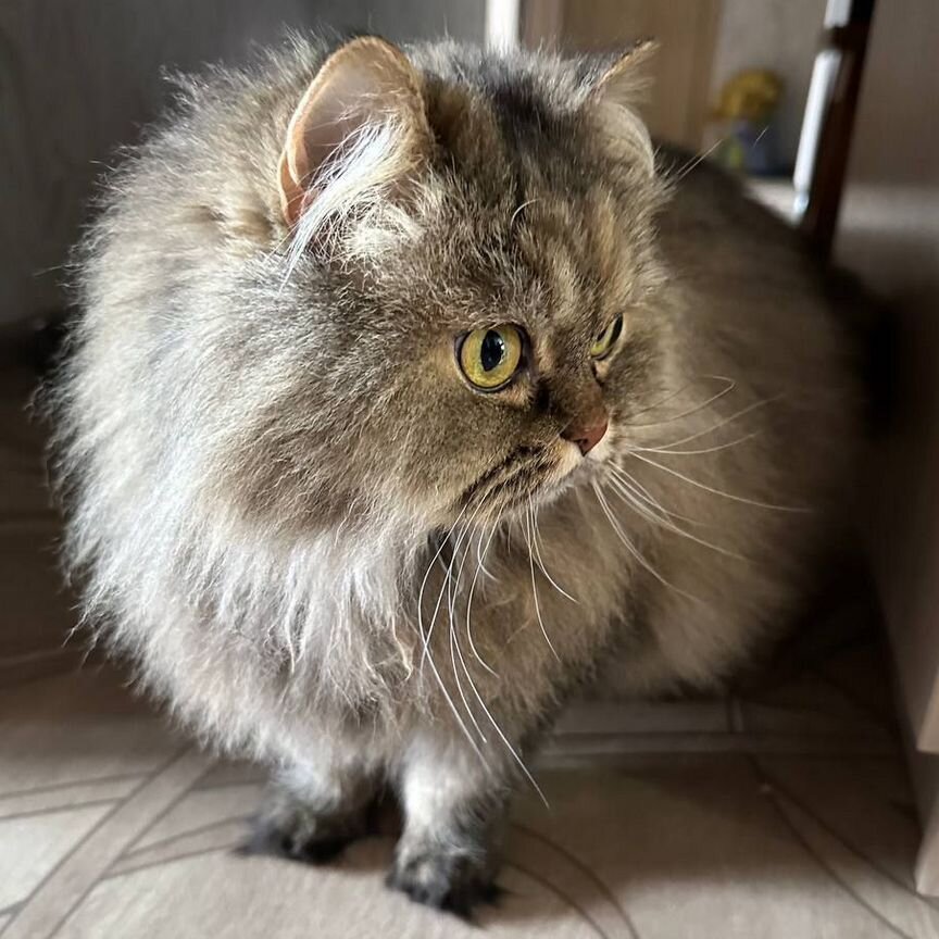 Персидская кошка