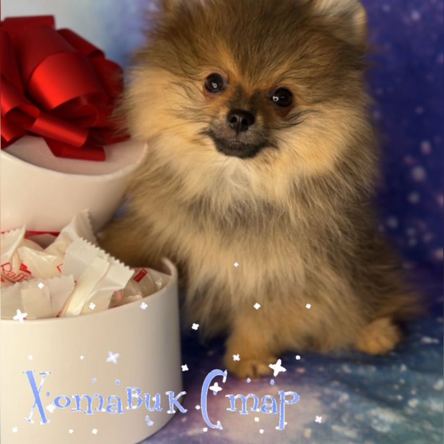 Померанский шпиц, щенок