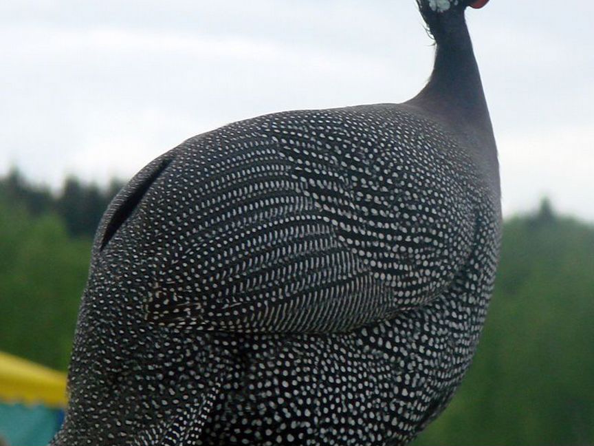 Цесари и петух кохинхин белый