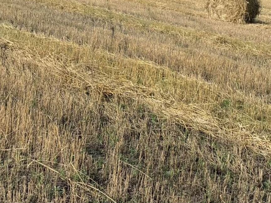 Солома пшеничная