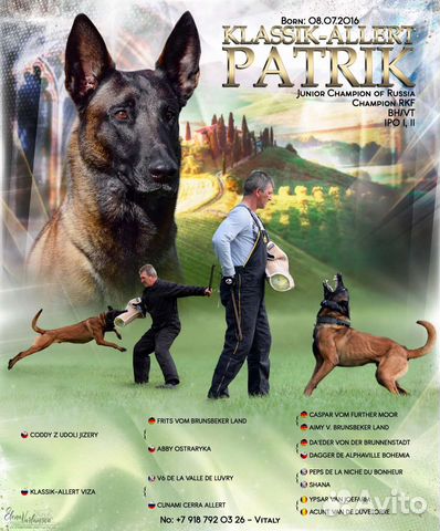 Кобель Малинуа вязка