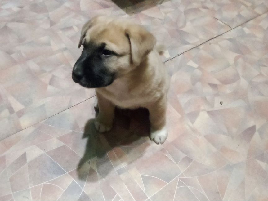 Отдам щенков в добрые руки оба кабели,мать шарпей