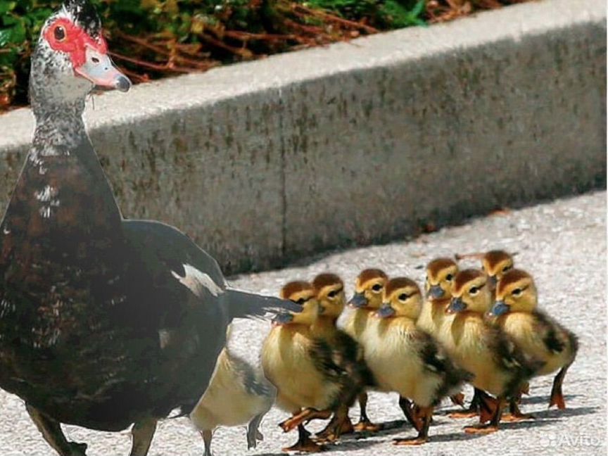 Продаются индоутята. Маленькие и большие