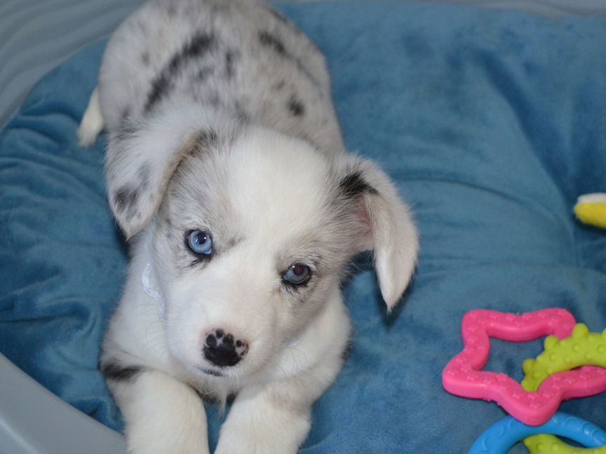 Сногшибательная девочка Вельш корги Кардиган