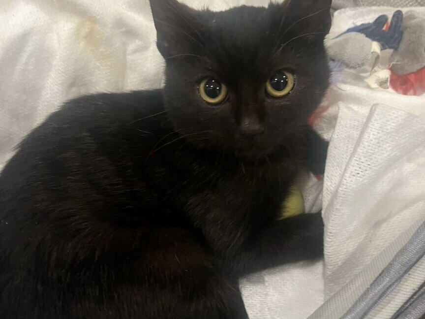 Котенок Демон