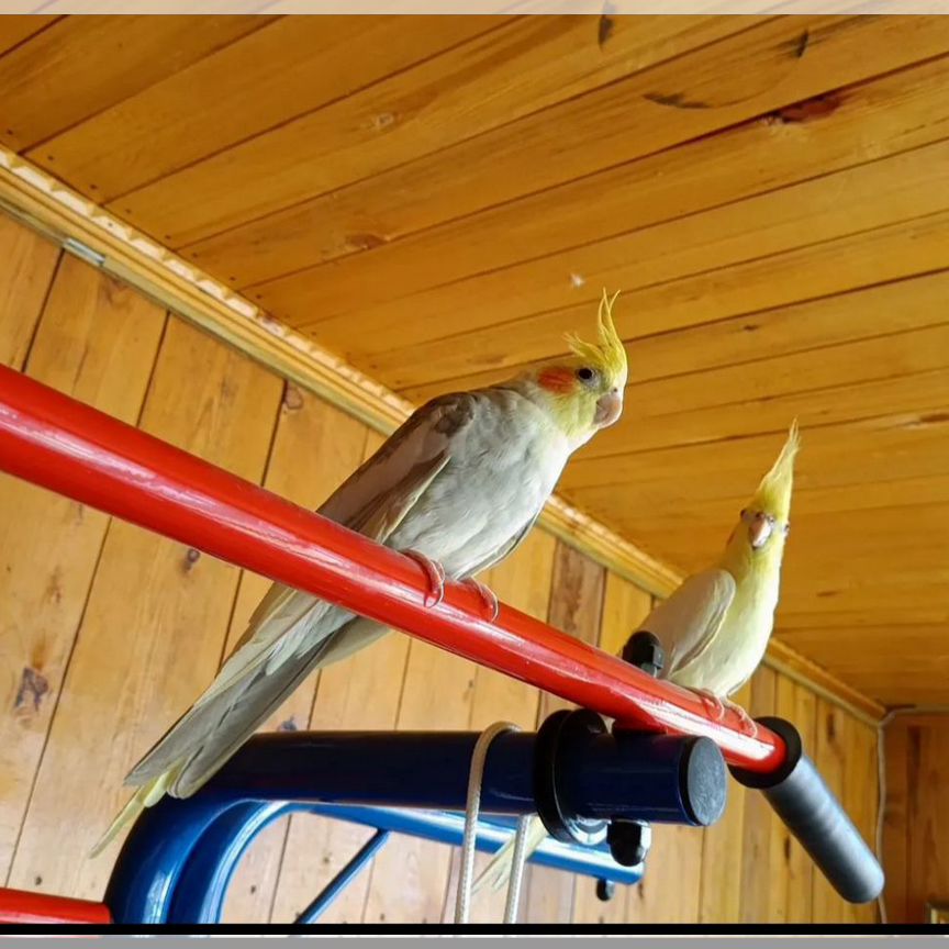 Попугай корелла