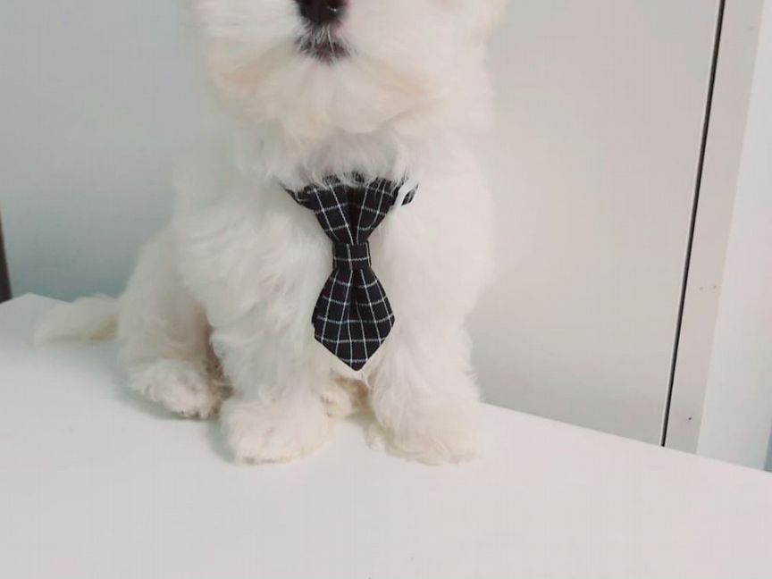 Детки мальтезе