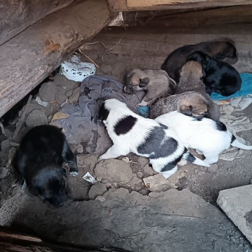 Щенок в добрые руки