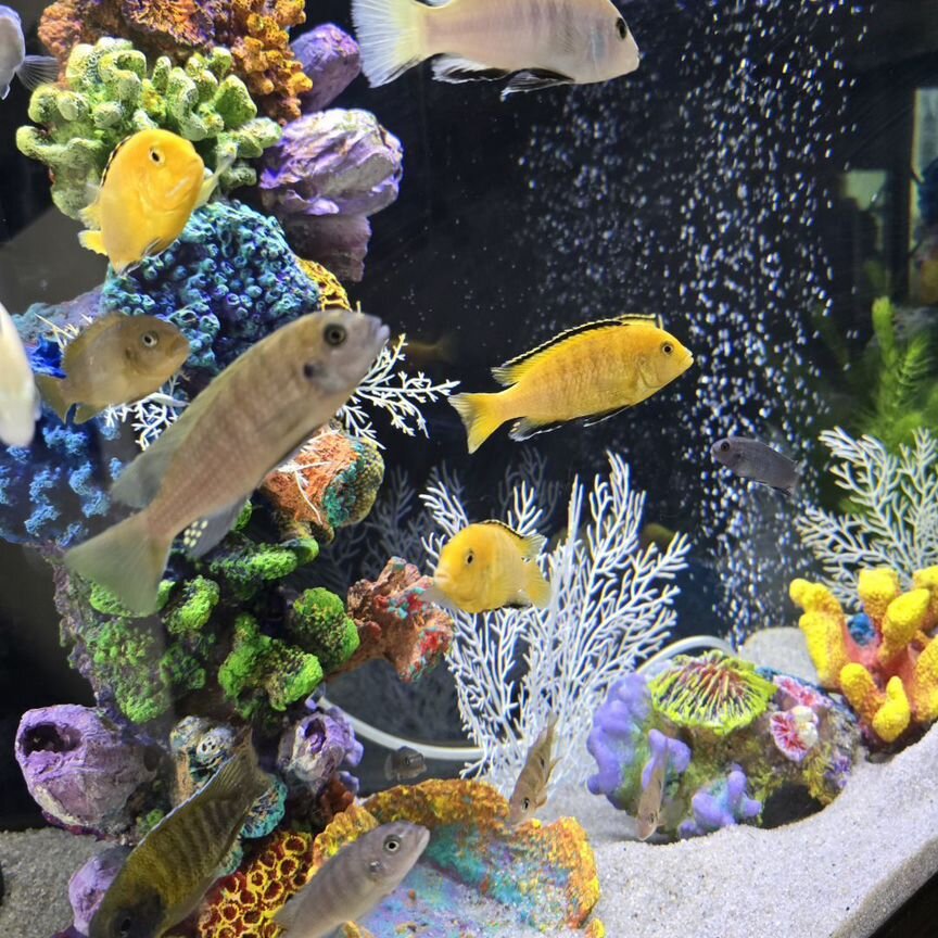 Малавийские цихлиды