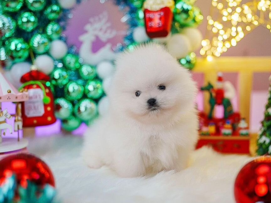 Белоснежное Счастье