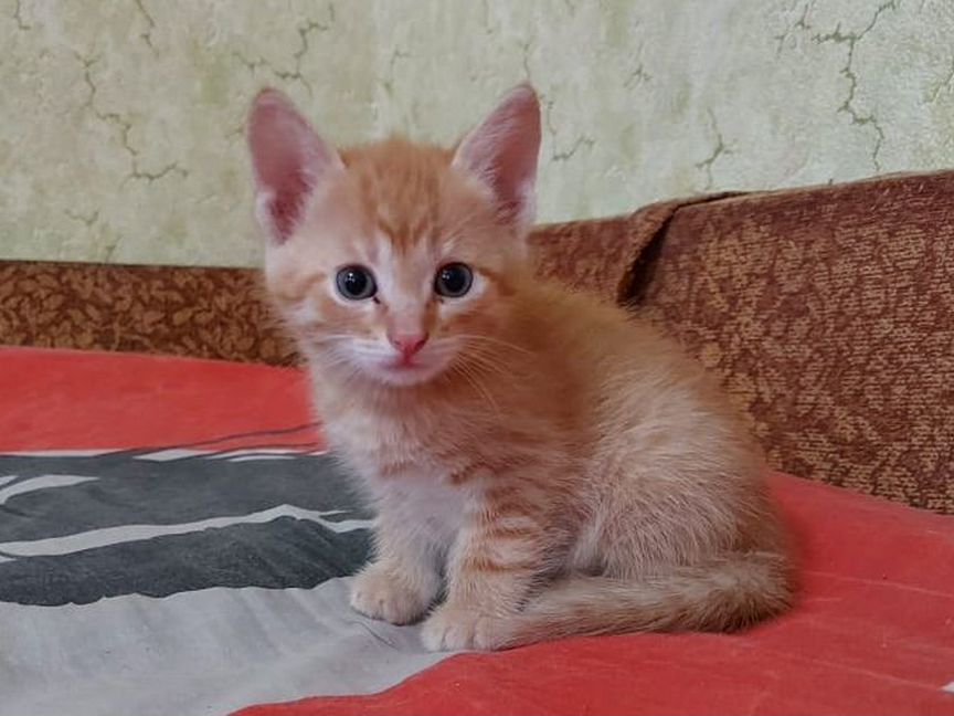 Котята ищут дом
