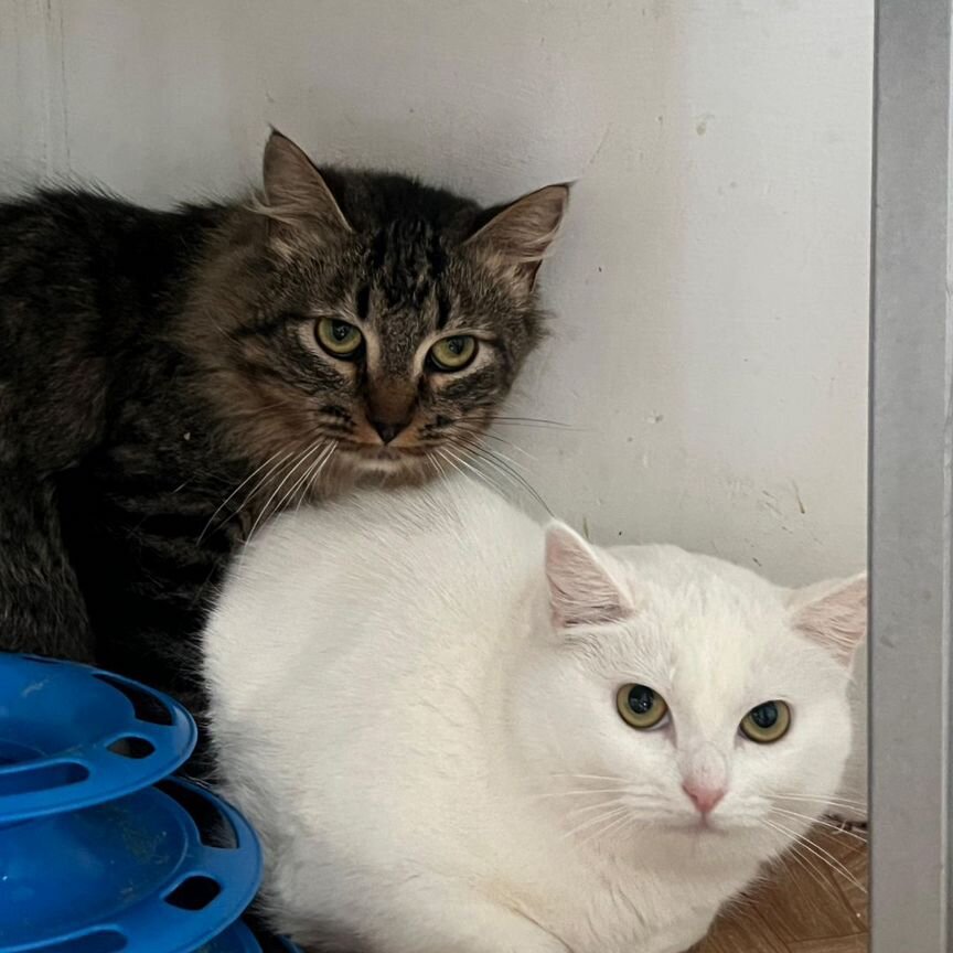 Кошки в добрые руки