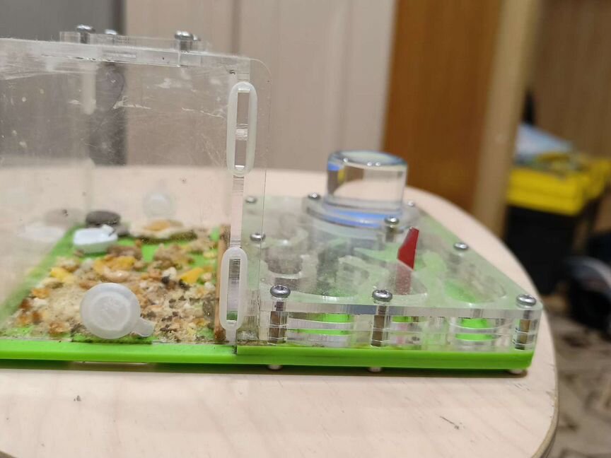 Муравьиная ферма с муравьями