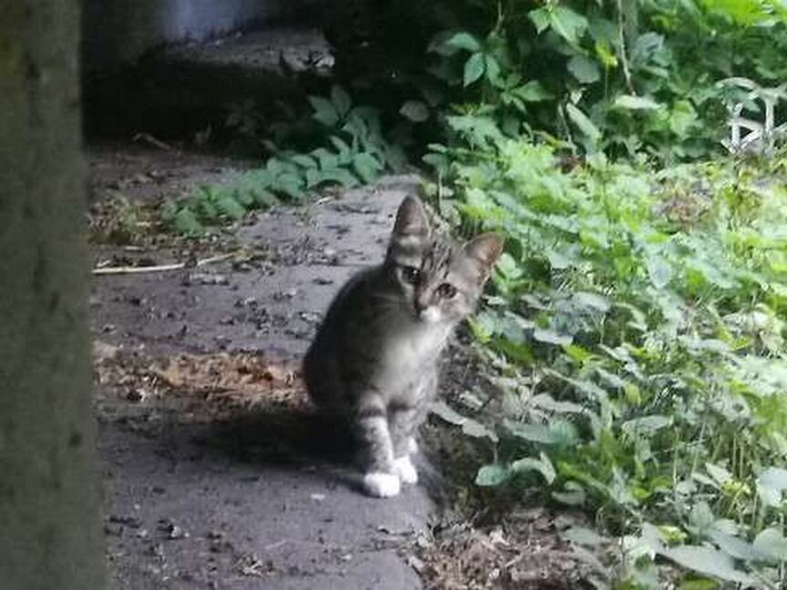 Котенок девочка на улице