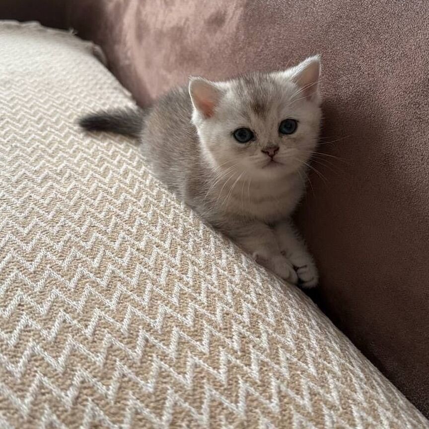 Шотландский прямоухий короткошёрстный котёнок