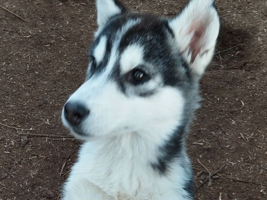 Сибирский хаски