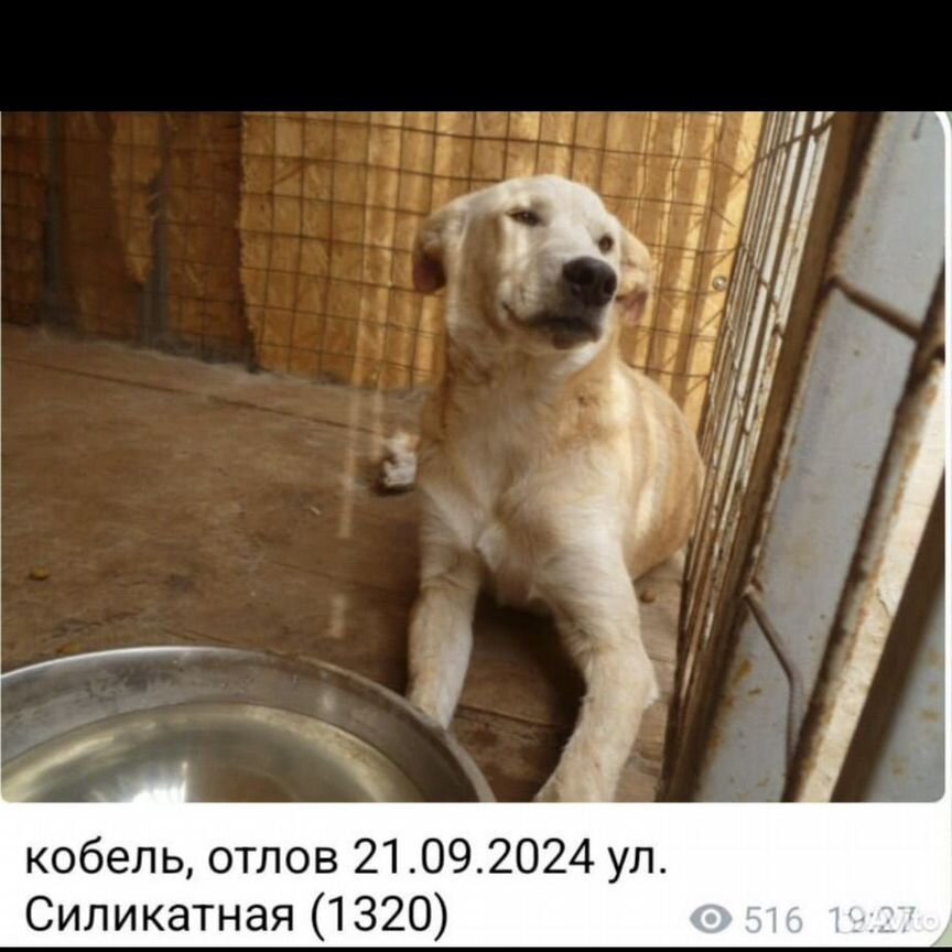 Спасите собаку от смерти