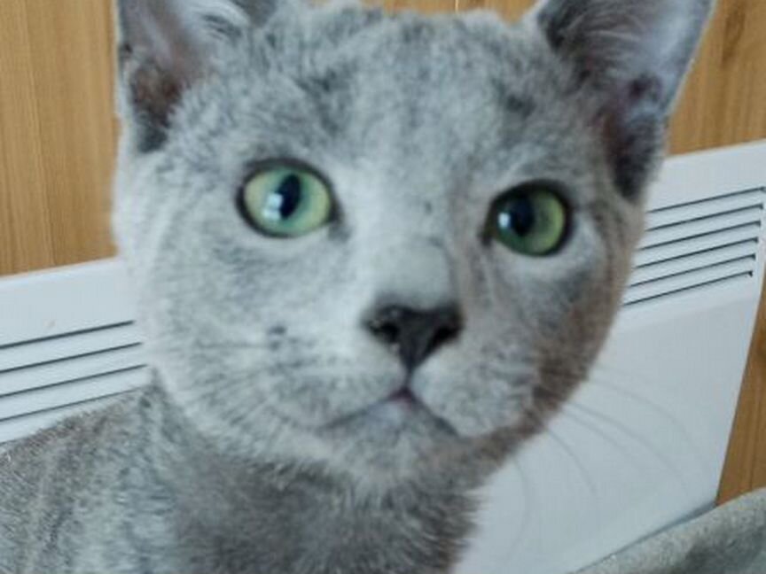 Котик Русский голубой