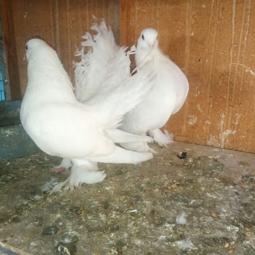 Продажа статных голубей
