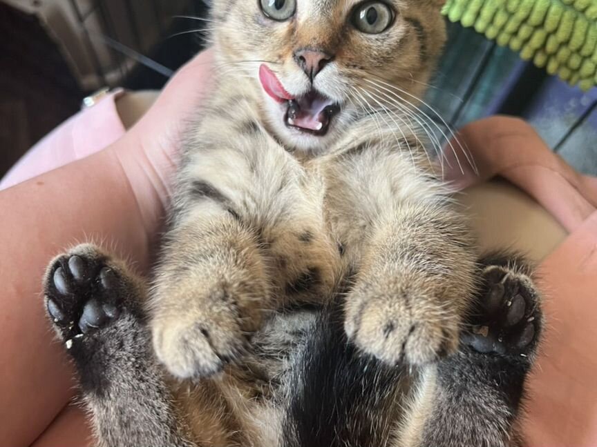 Маленький лисенок ищет свою семью