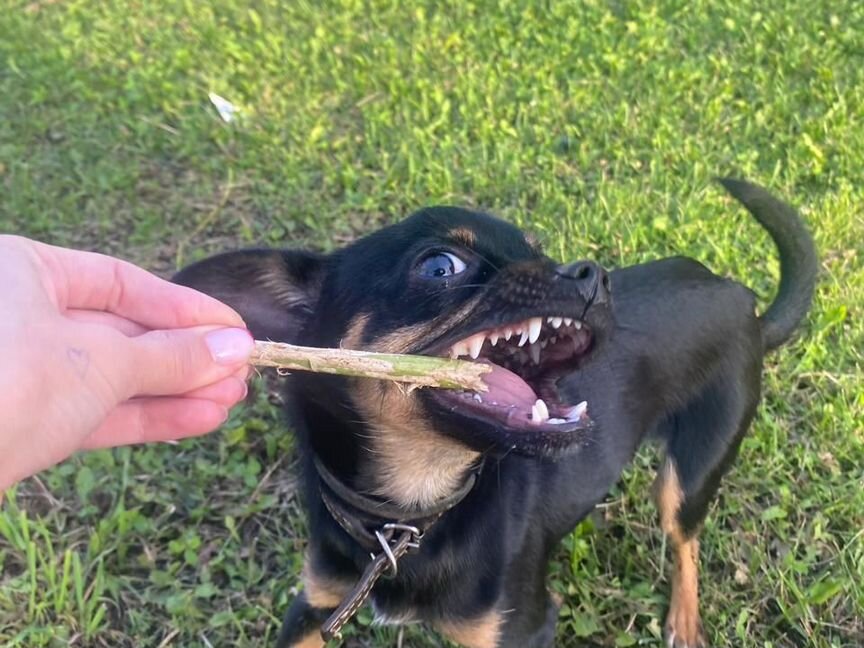 Мини той-терьер