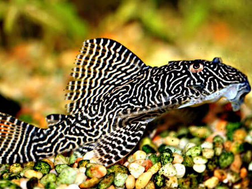 Сом Королева Арабеска (Queen Arabesque Pleco) или