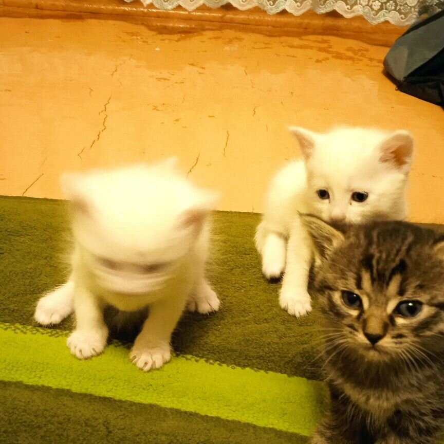 Отдам котят. Кому надо, пишите