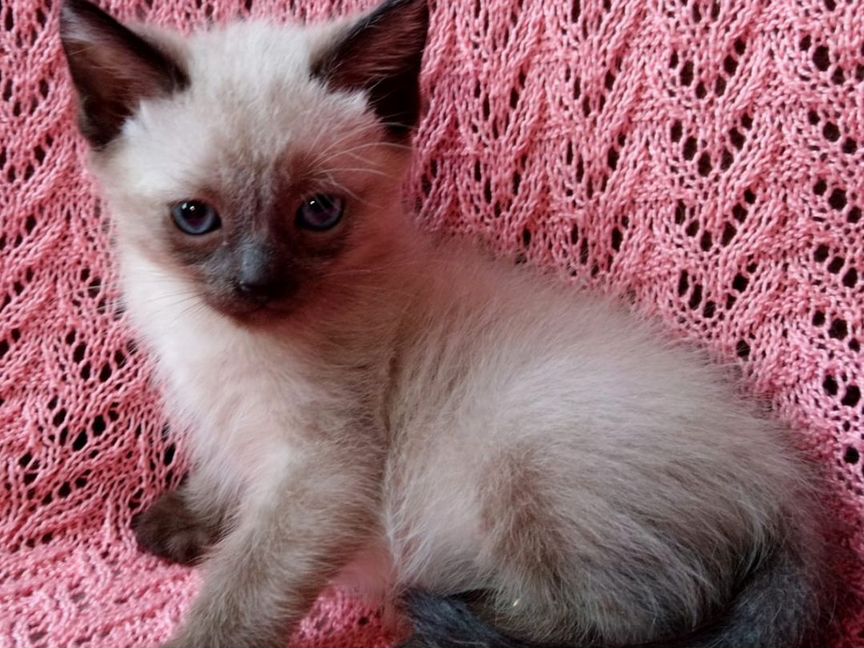 Тайские мальчишки