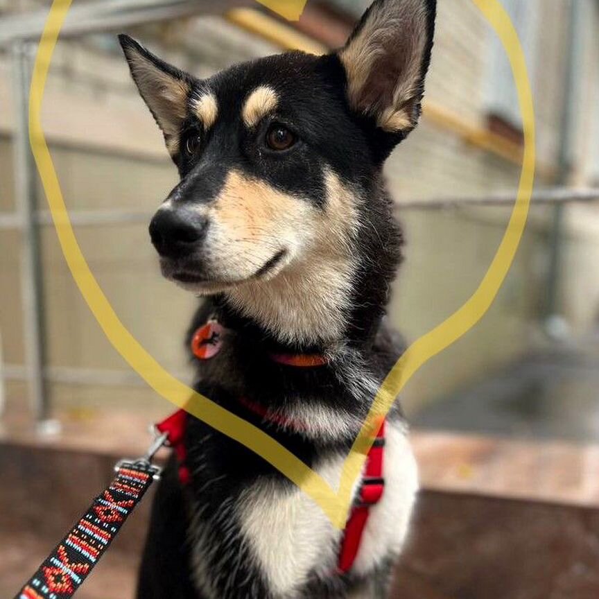 Небольшая собака из приюта в добрые руки